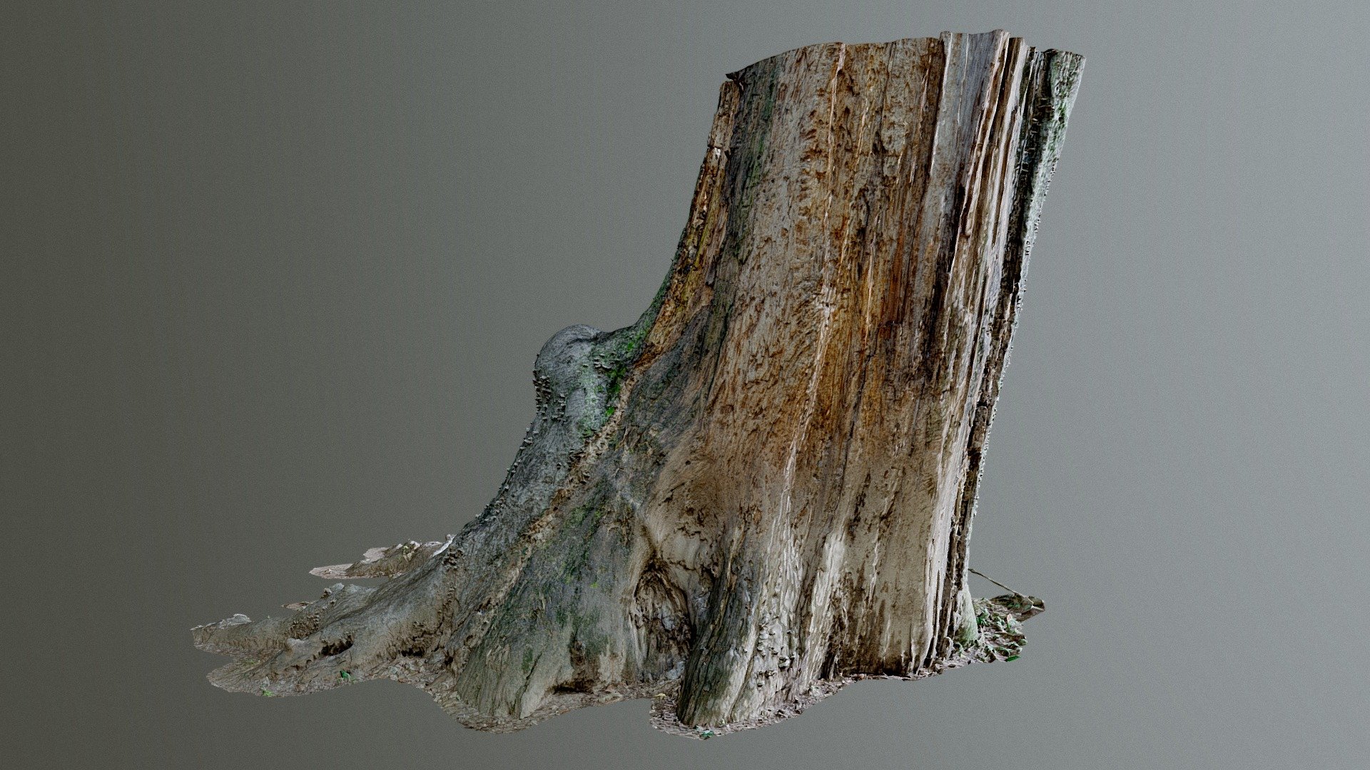 Tree (3Dscan - 300K RAW Mesh) - 3D model by 3D scan studio "iris" (@ss ...
