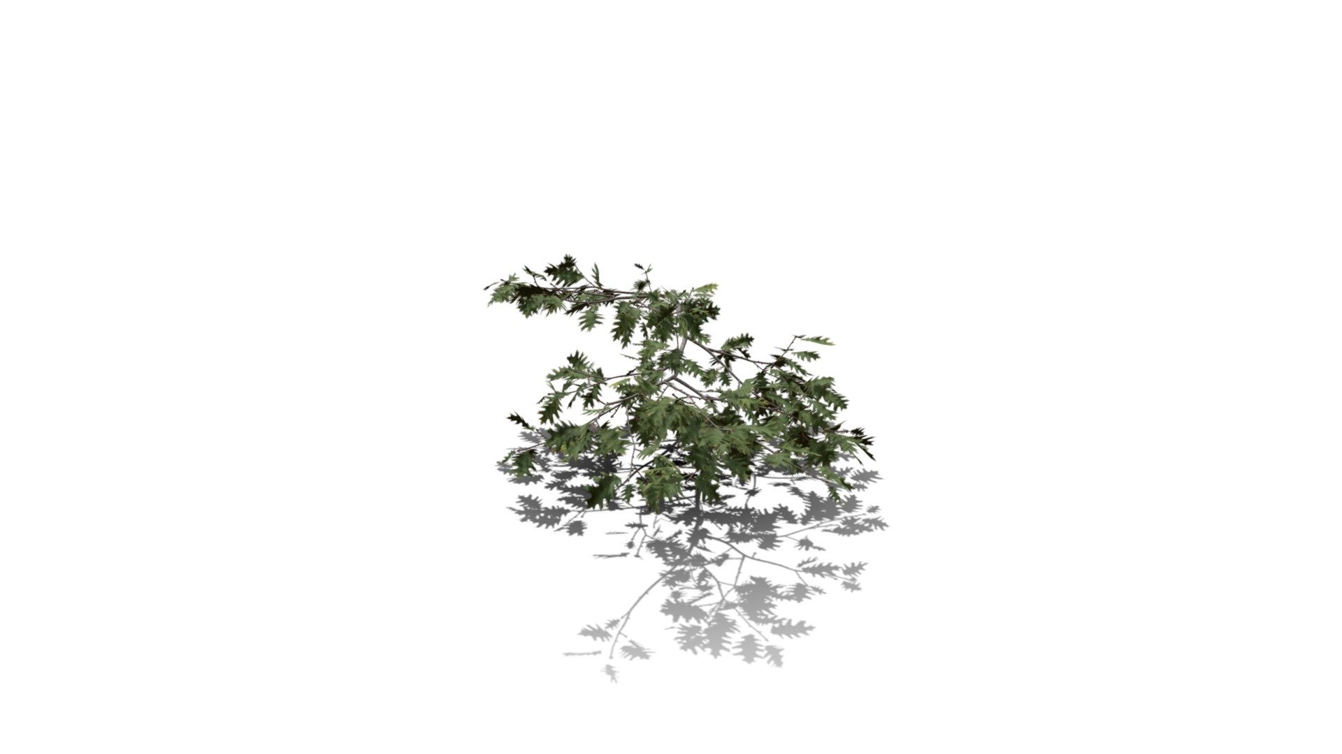 Realistic HD Northern red oak branch (1/3) - Download Free 3D model by ...
