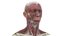 Galvas un kakla muskulatūra - 3D model by Anatomy Next (@a4s) [1320f6a ...
