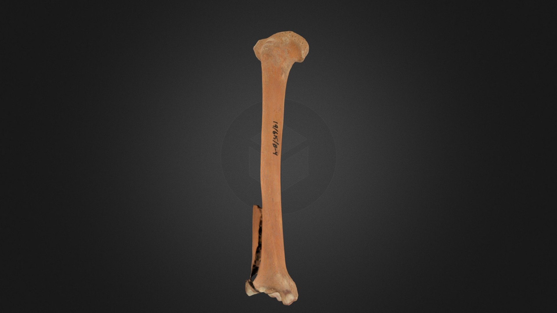 19_614_B-4_right_tibia - 3D model by amatkins [132161e] - Sketchfab