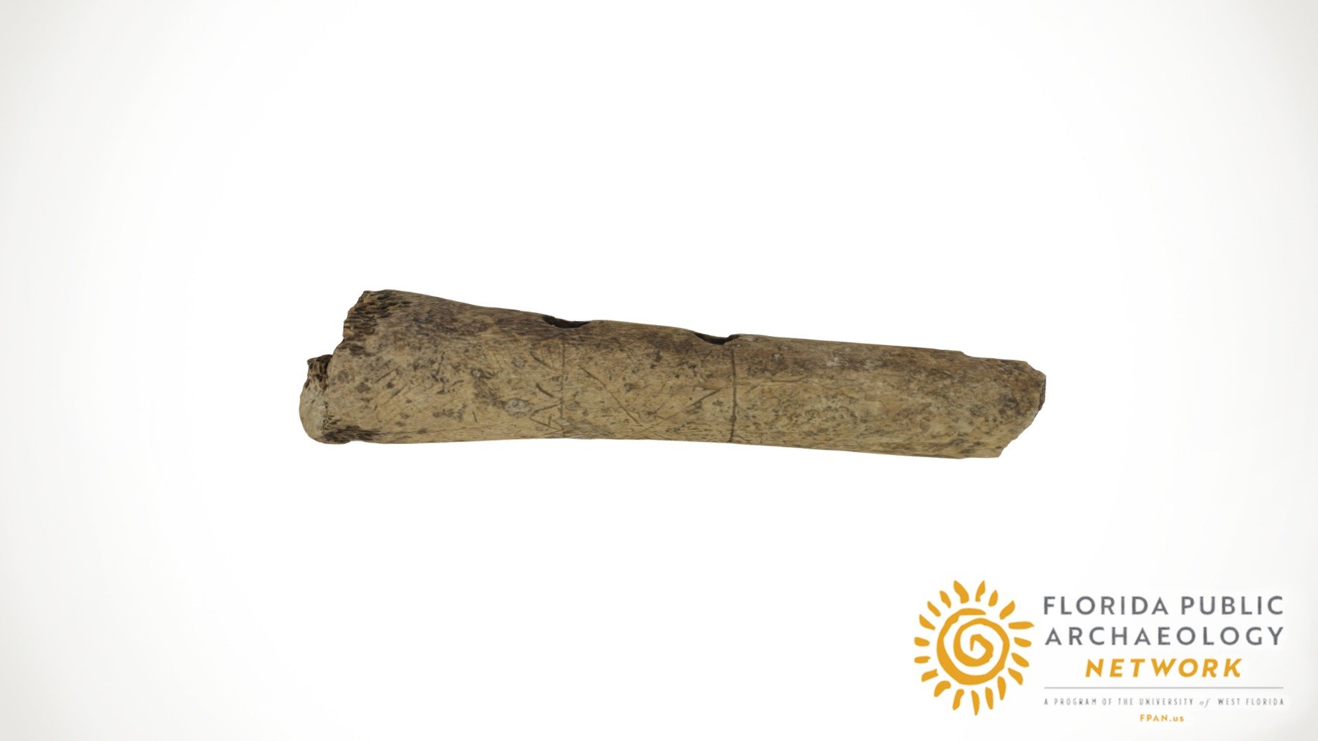 Carved Bone Object - Download Free 3D model by Florida Public ...