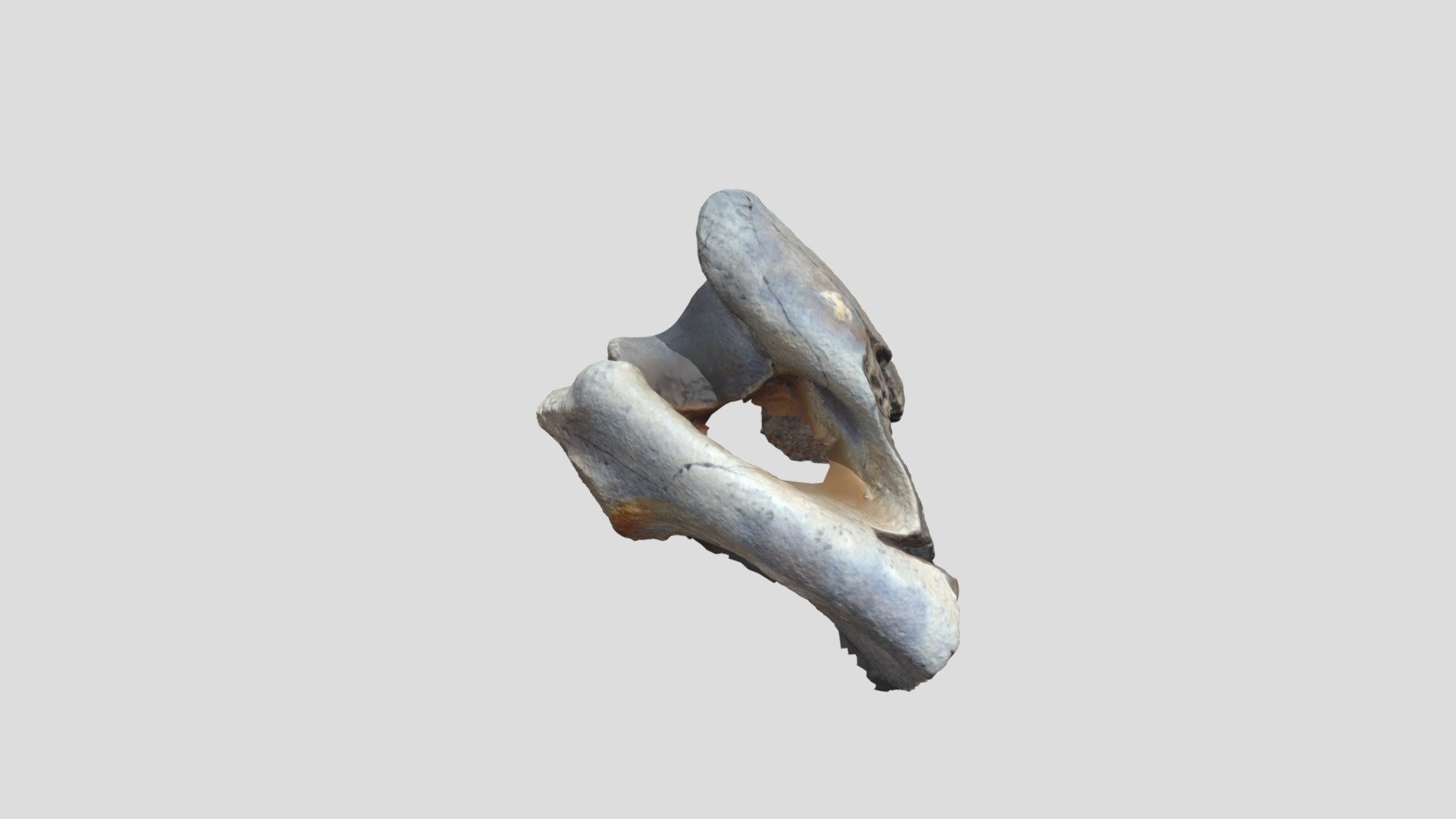 Burnt Animal Bone - 3D model by Brian Buchanan (@bbuchanan1) [13261dd ...