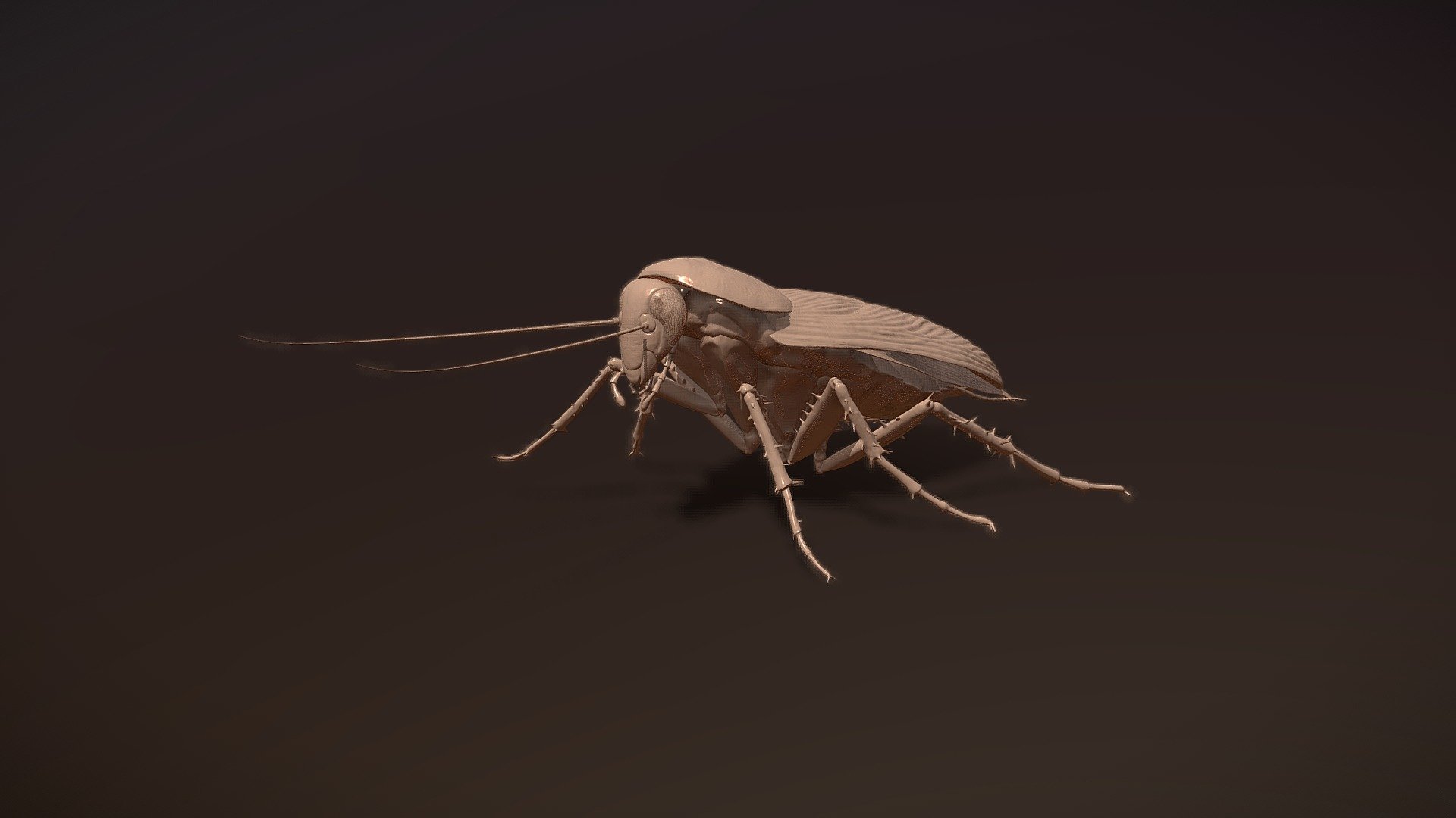 Cockroach - 3D model by Old_nomad (@Viktor.Yakin) [1329249] - Sketchfab