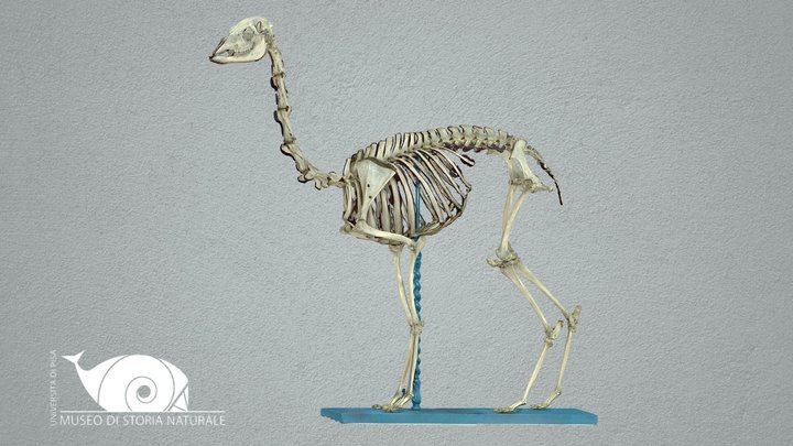 Vicuna 3D models - Sketchfab