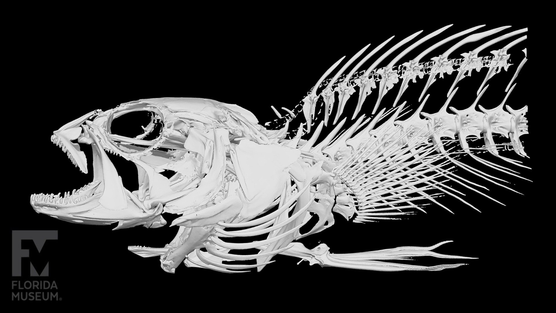 Olive Rockfish, Acanthoclinidae - 3D model by FloridaMuseum [1333d40 ...