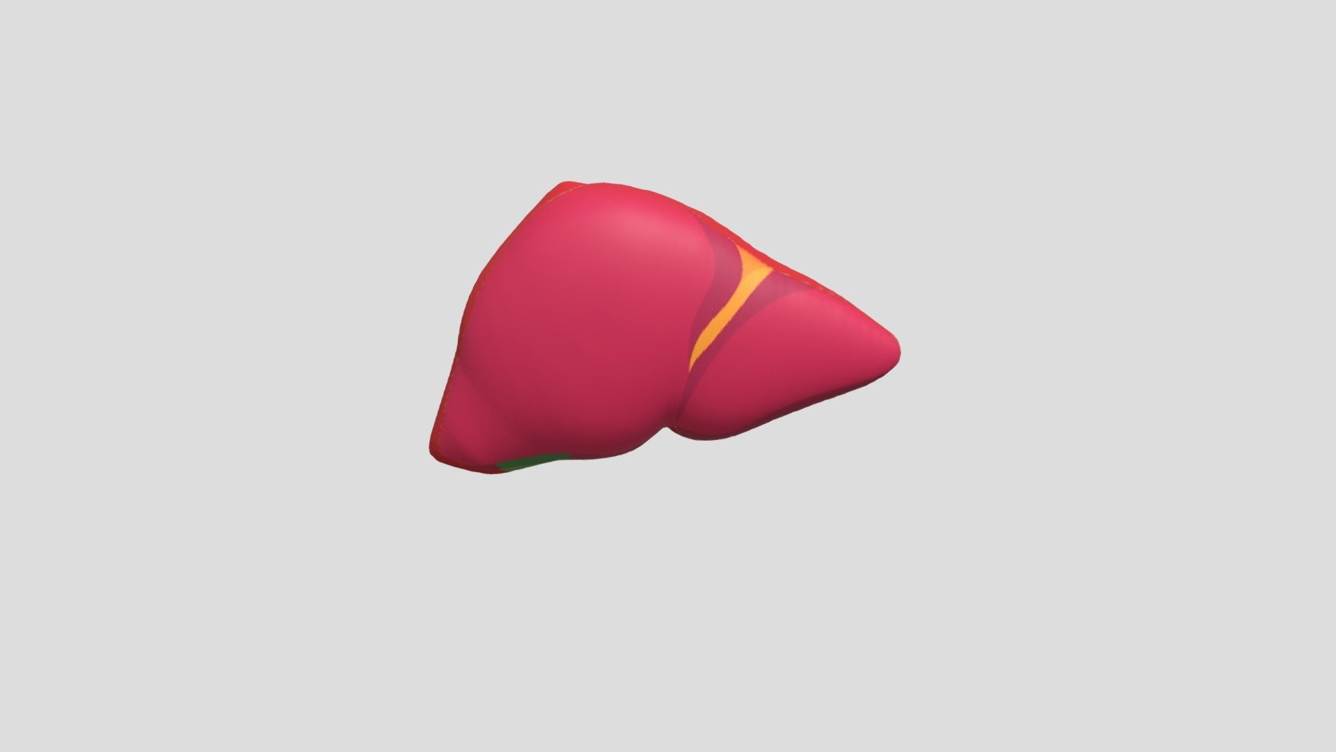 LIVER - Download Free 3D model by raihanpermatasari [13370dd] - Sketchfab