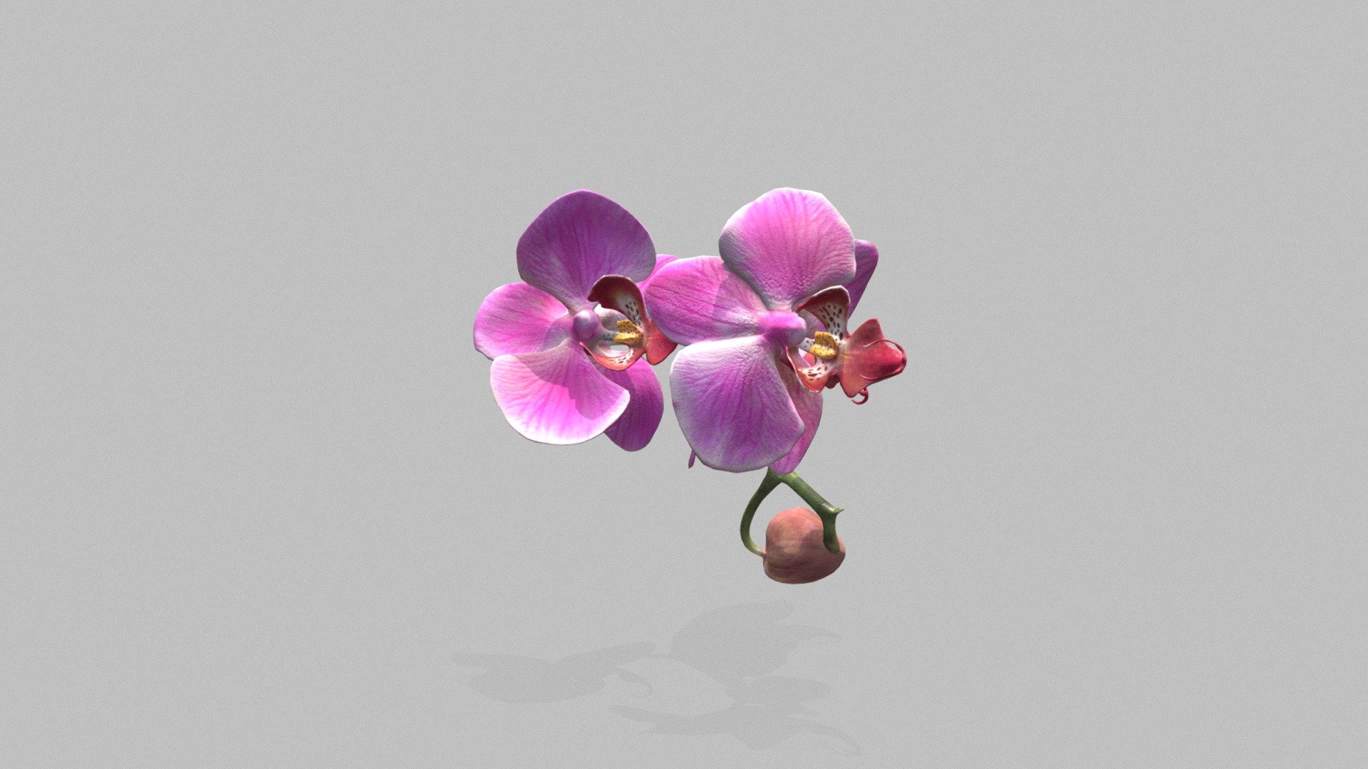 Orchid - Download Free 3D model by sarahGB (@sarahGB1324) [1337e92 ...