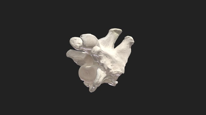 Veterinary_anatomy 3D models - Sketchfab