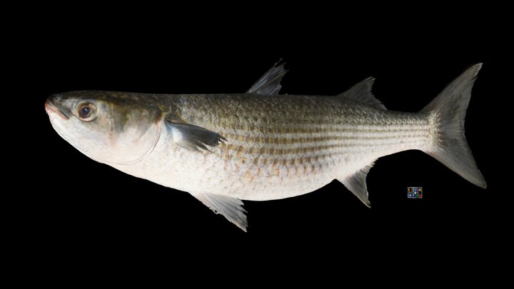 Mullet 3D models - Sketchfab