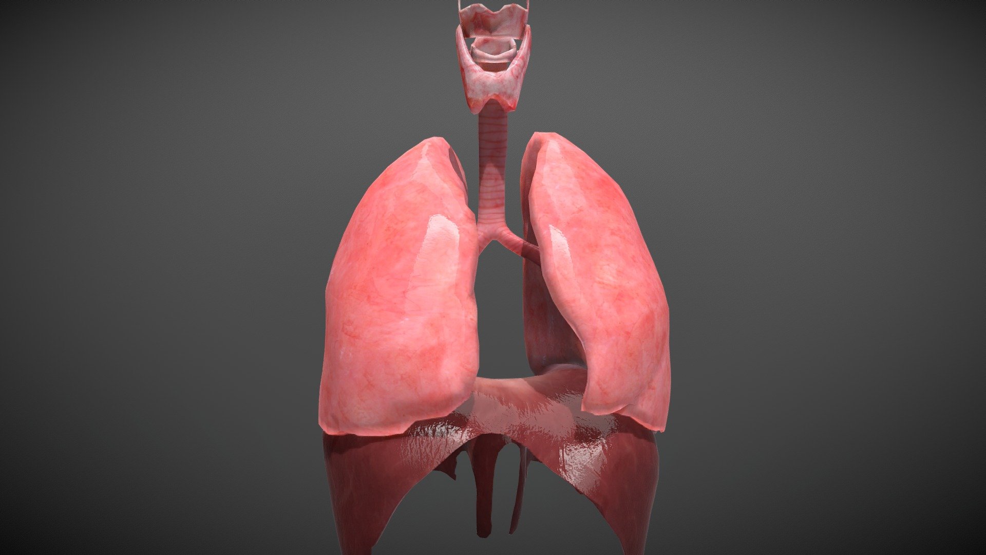 Lungs PBR - 3D model by unlim3d [133fdce] - Sketchfab