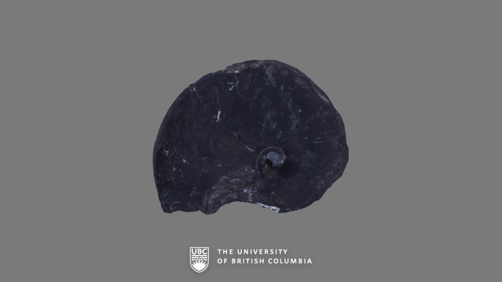 Ammonite and Bivalve Fossils - A 3D model collection by UBC 3D TLEF ...