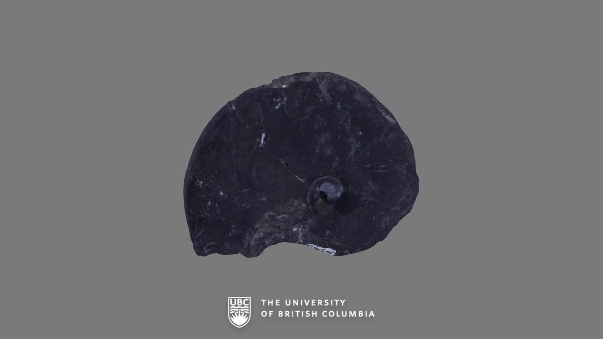 Cephalopod Fossil - Download Free 3D model by UBC-3D-Resources [1343791 ...