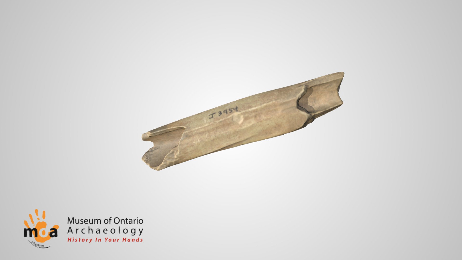 Unmodified Long Bone - 3D model by MuseOntArch [13438d7] - Sketchfab