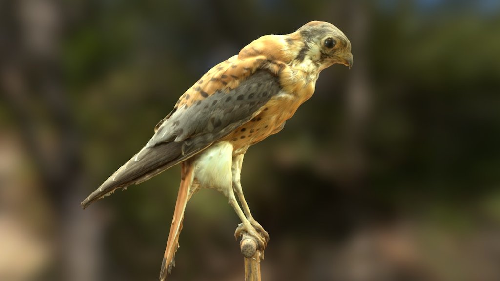 American Kestrel v2 (with sound) - 3D model by John Fino (tauricity ...