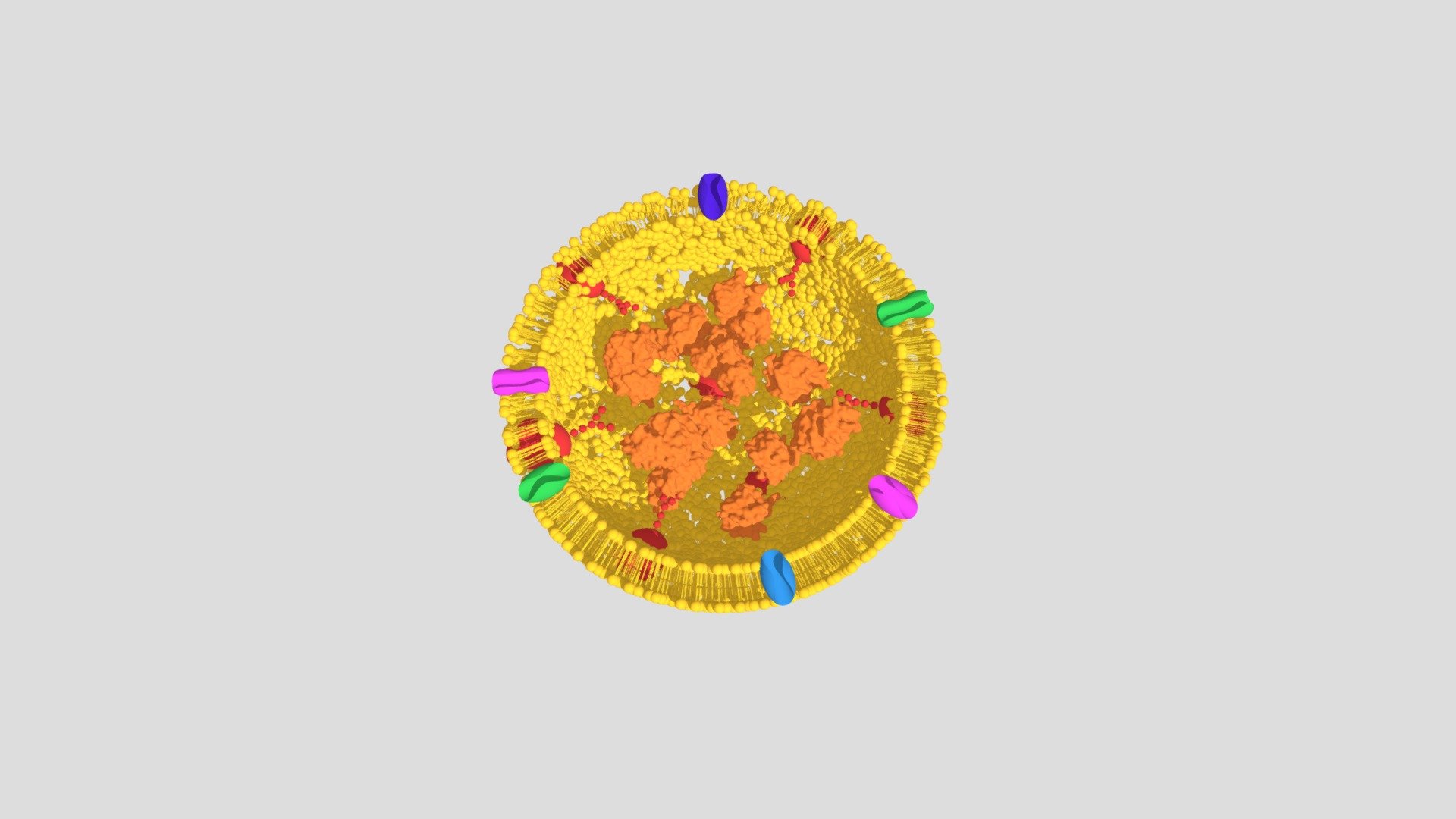 Lysosome - 3D model by Dien [134874d] - Sketchfab