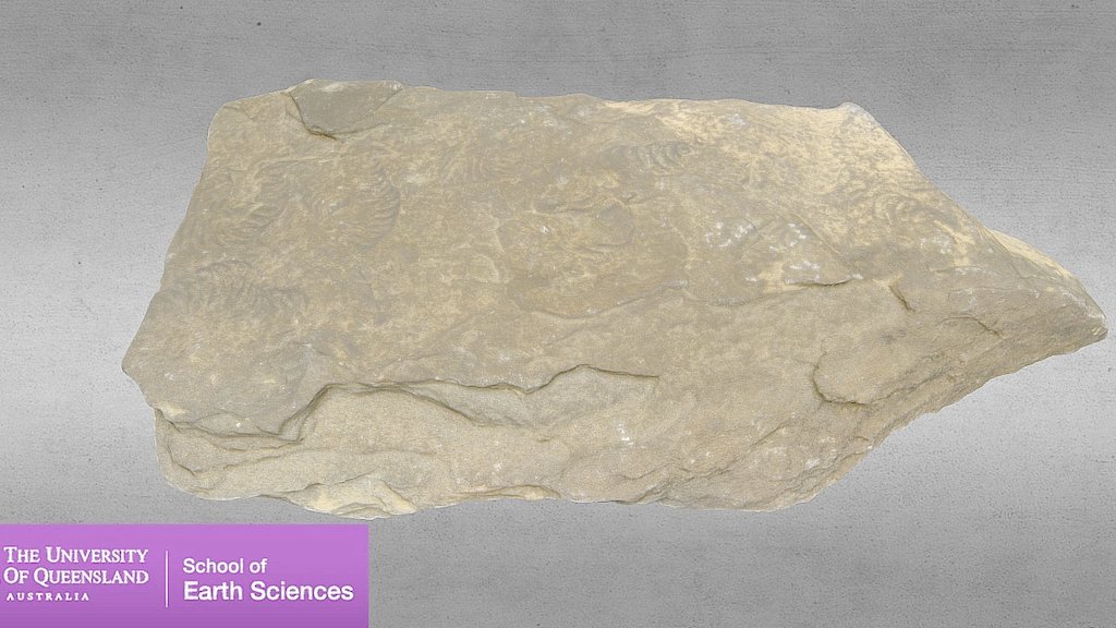 Ichnofacies - Fodichnia - 3D model by nate_siddle (@nate_sid) [134d18a ...