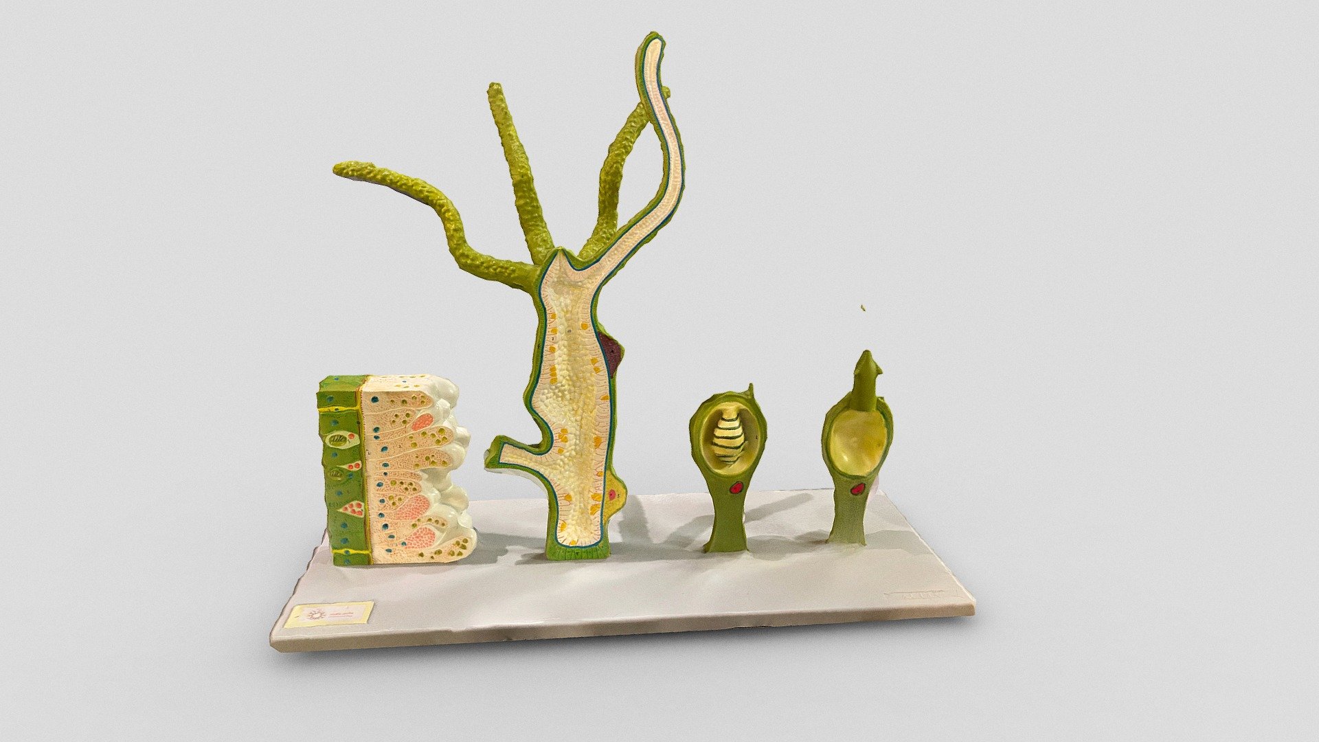 Hydra vulgaris model (fresh-water polyp) - Download Free 3D model by ...