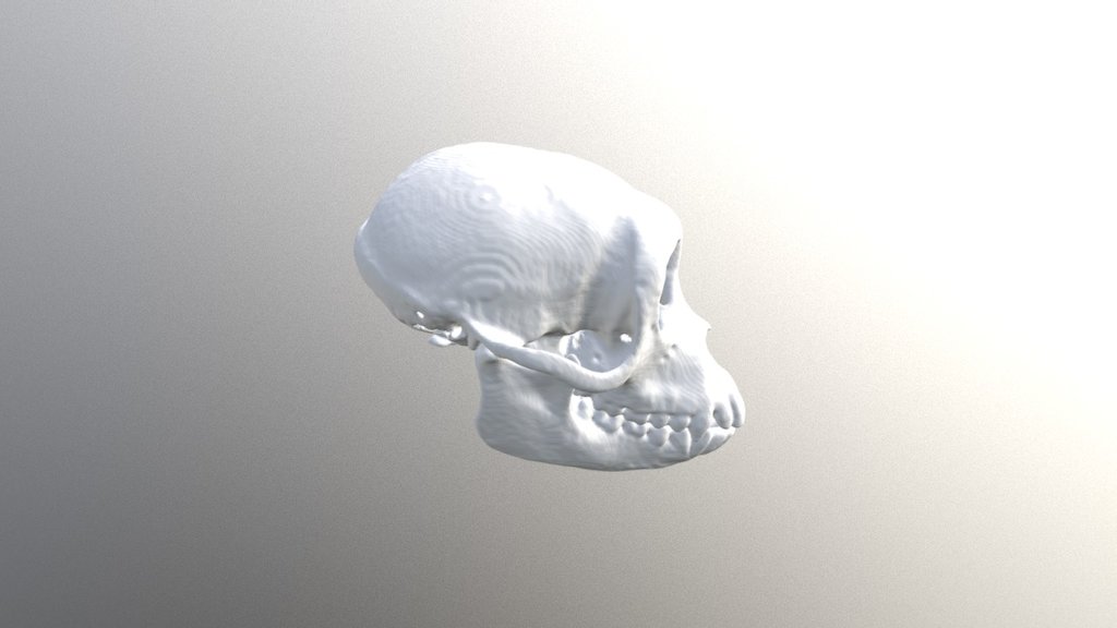 Macaque Monkey Skull - Download Free 3D model by mnch.uo [1354e47 ...