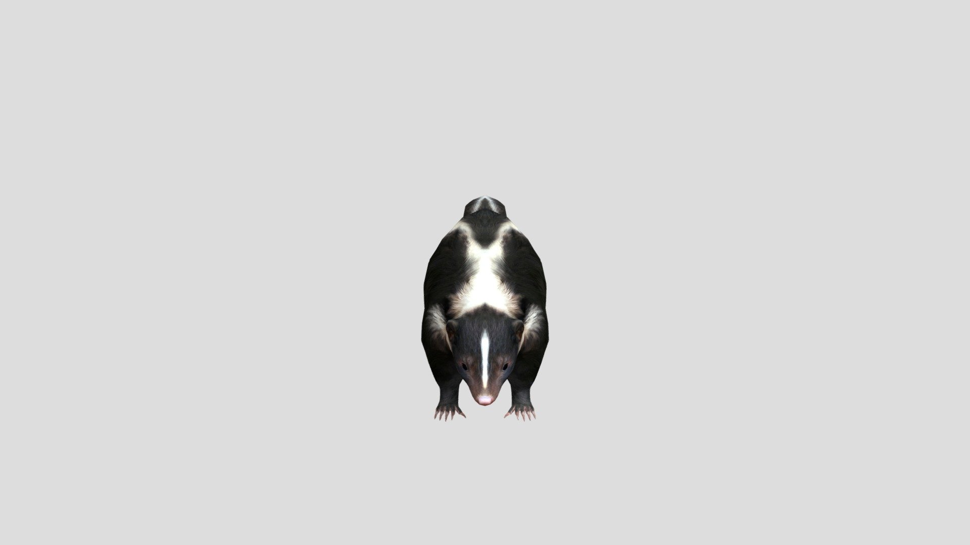 realistic_skunk_3d_model - Download Free 3D model by HAND0ME🐰fock🎨 (2 ...