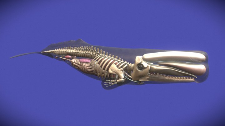 Whale 3D models - Sketchfab