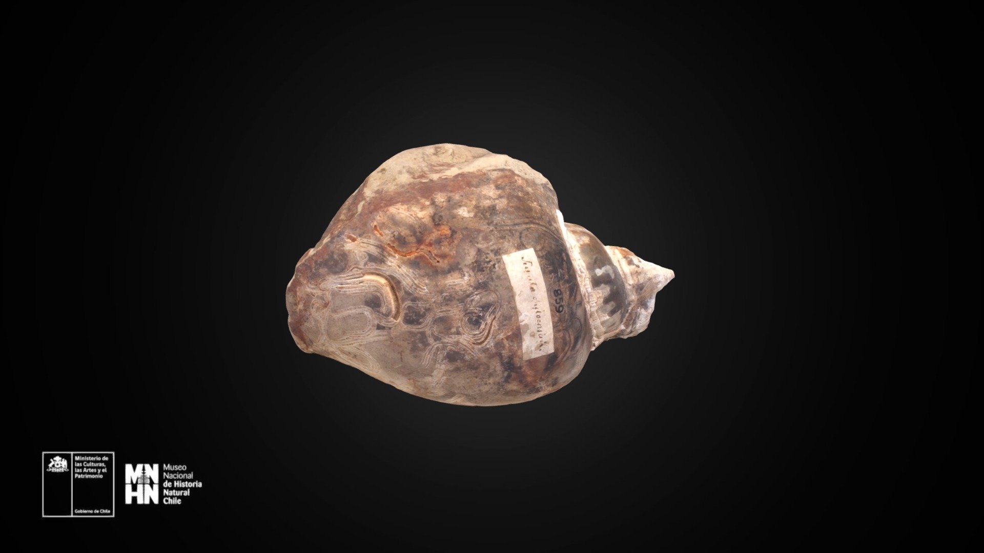 Adelomelon obesa (Philippi, 1887) - Download Free 3D model by Museo ...