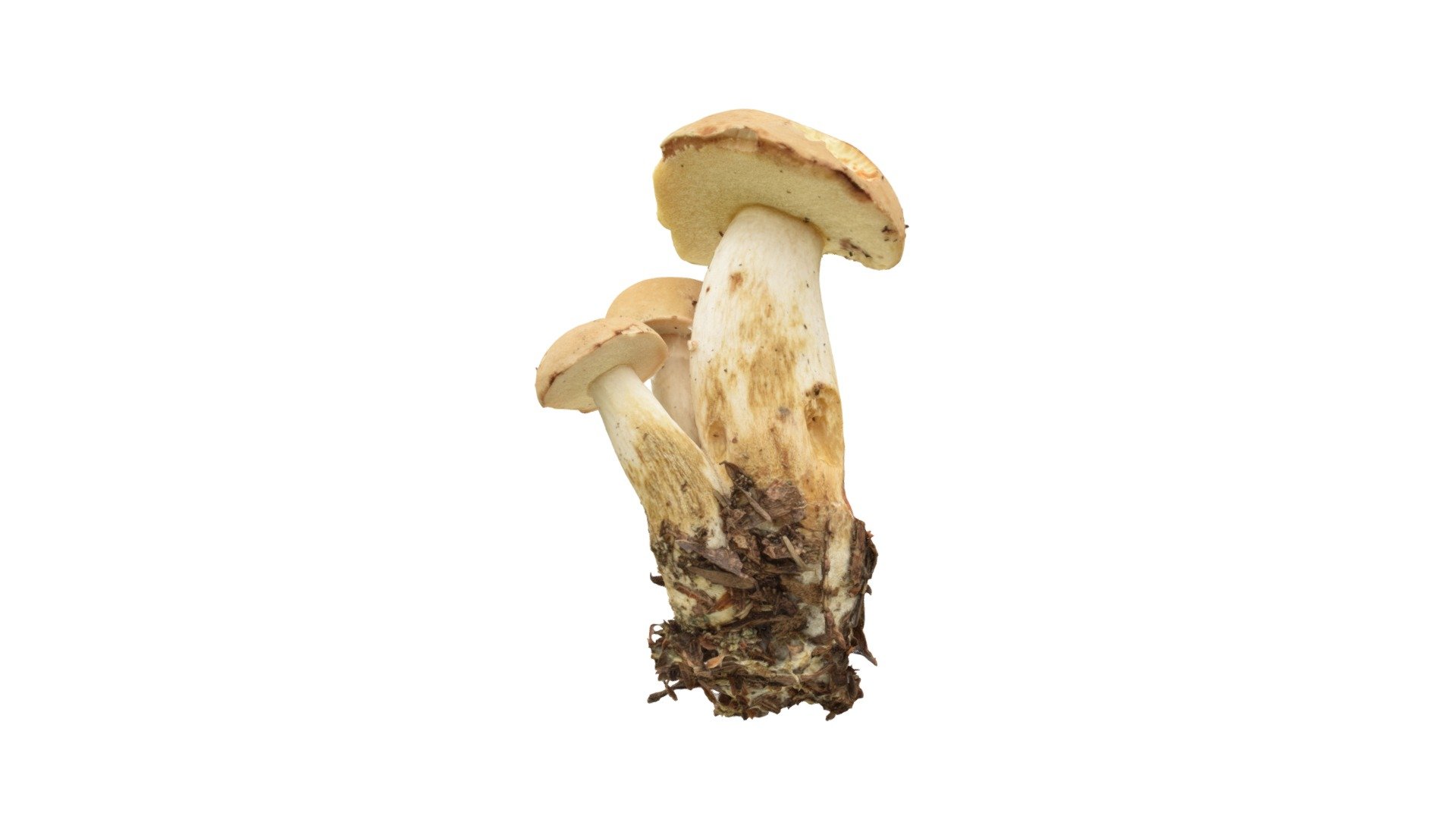 Boletus pallidus - 3D model by Trichitect [1364f27] - Sketchfab