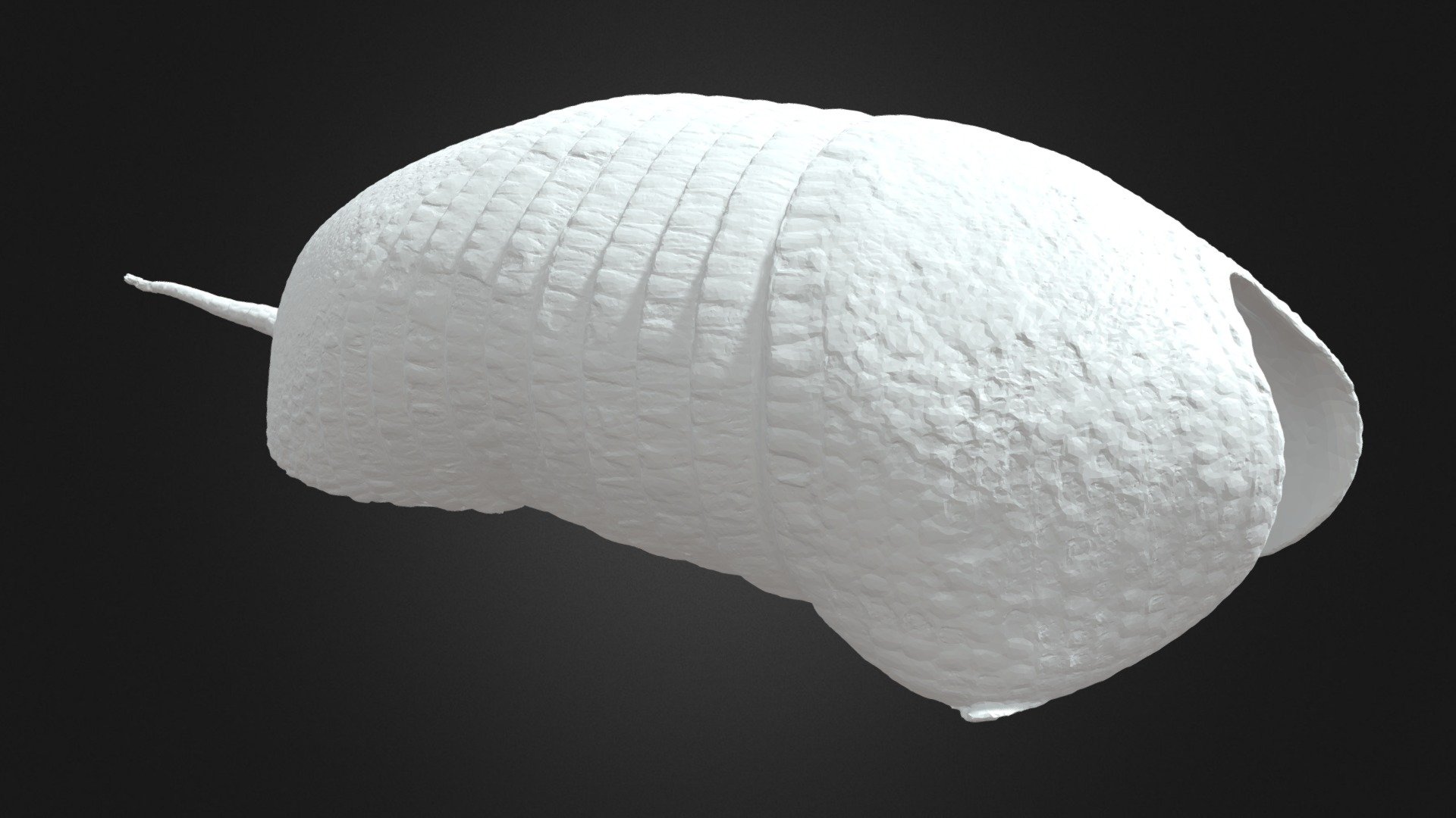 Armadillo, Gabinet Salvador - 3D model by Museu de Ciències Naturals de ...