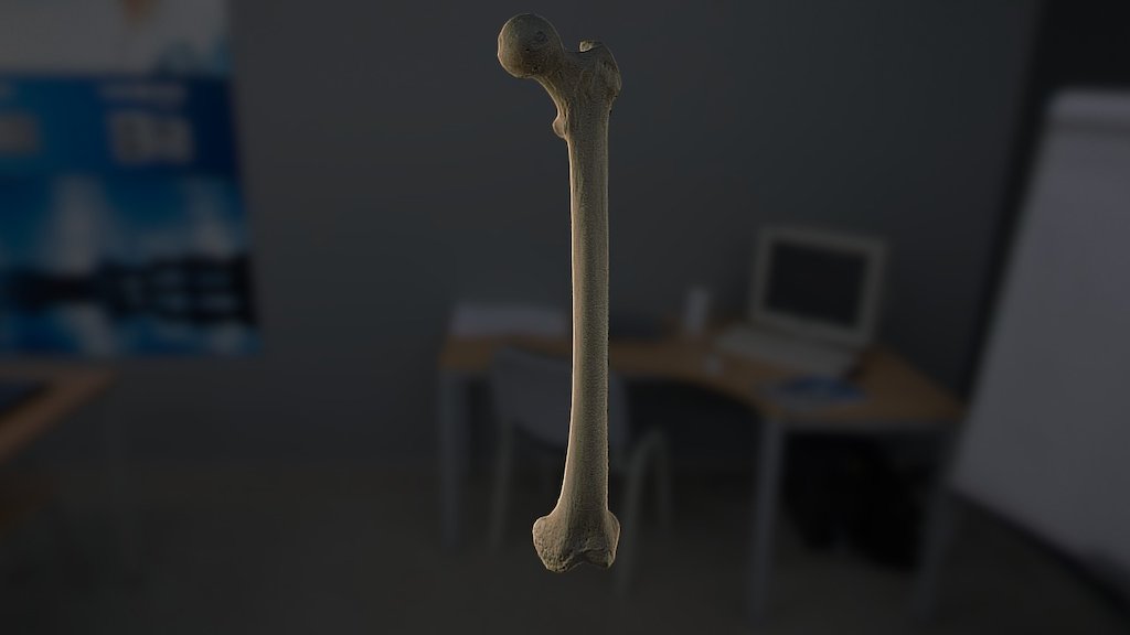Femur HQ No Texture - 3D model by rosapoveda [1372eca] - Sketchfab