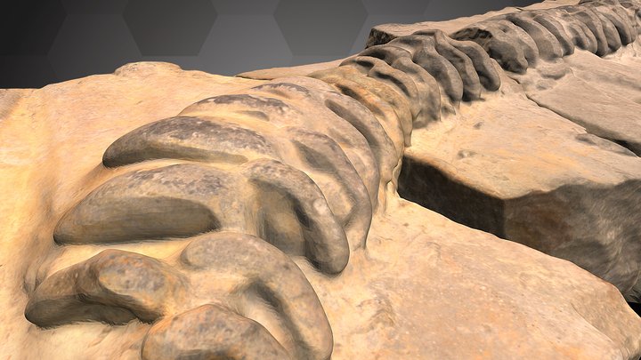 Tracefossil 3D models - Sketchfab