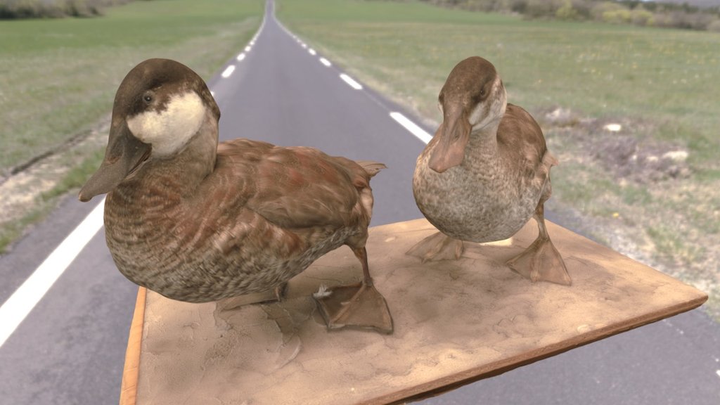 Ruddy Duck (with sound) - Download Free 3D model by John Fino ...
