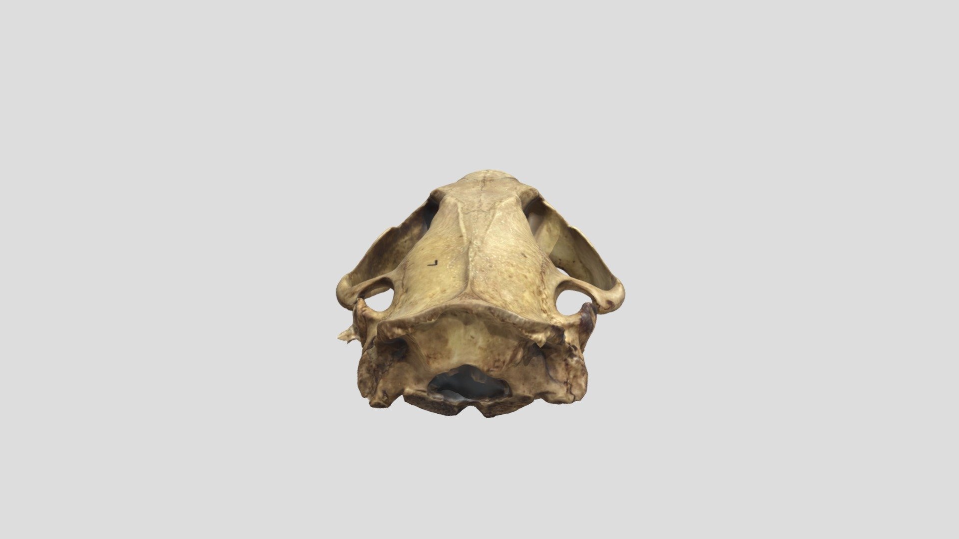 Beaver Cranium Metascan 20221112-1501 - 3D model by Osteocentric (@NMHM ...