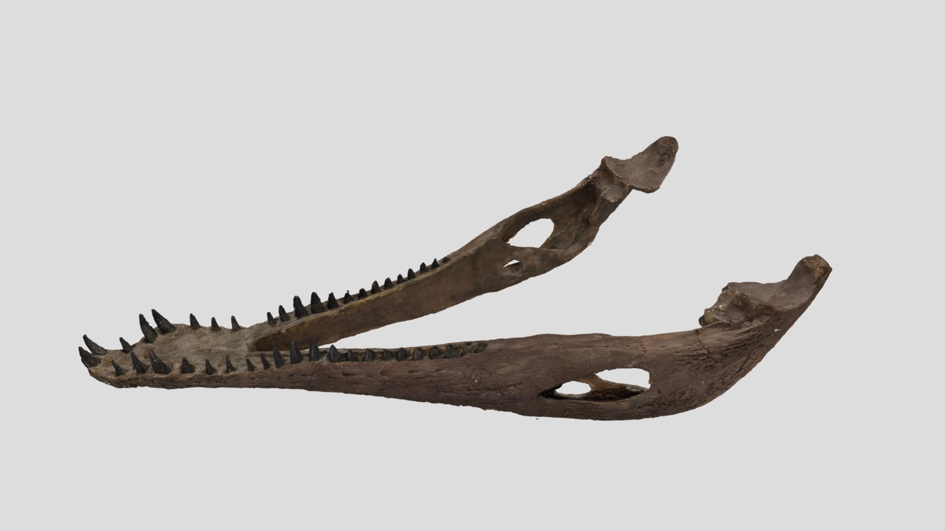 Borealosuchus formidabilis lower jaw fossil v2.0 - 3D model by ...