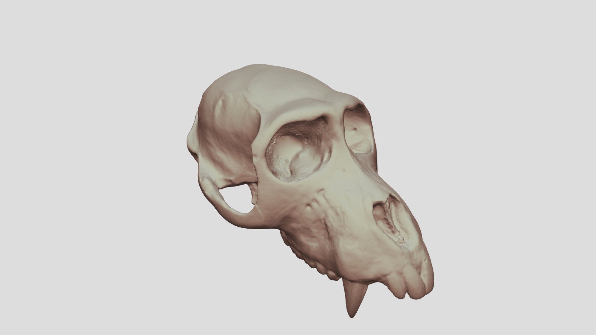 Macaca sp. (Macaque) mâle - 3D model by Service de biologie du ...