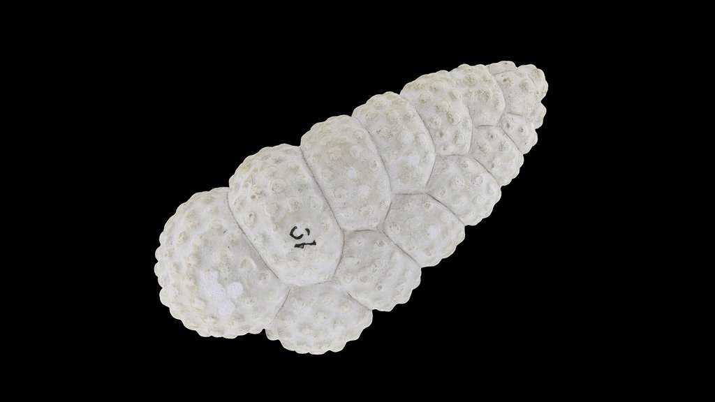 Microfossils - A 3D model collection by geologysamplesforlabsandtests ...