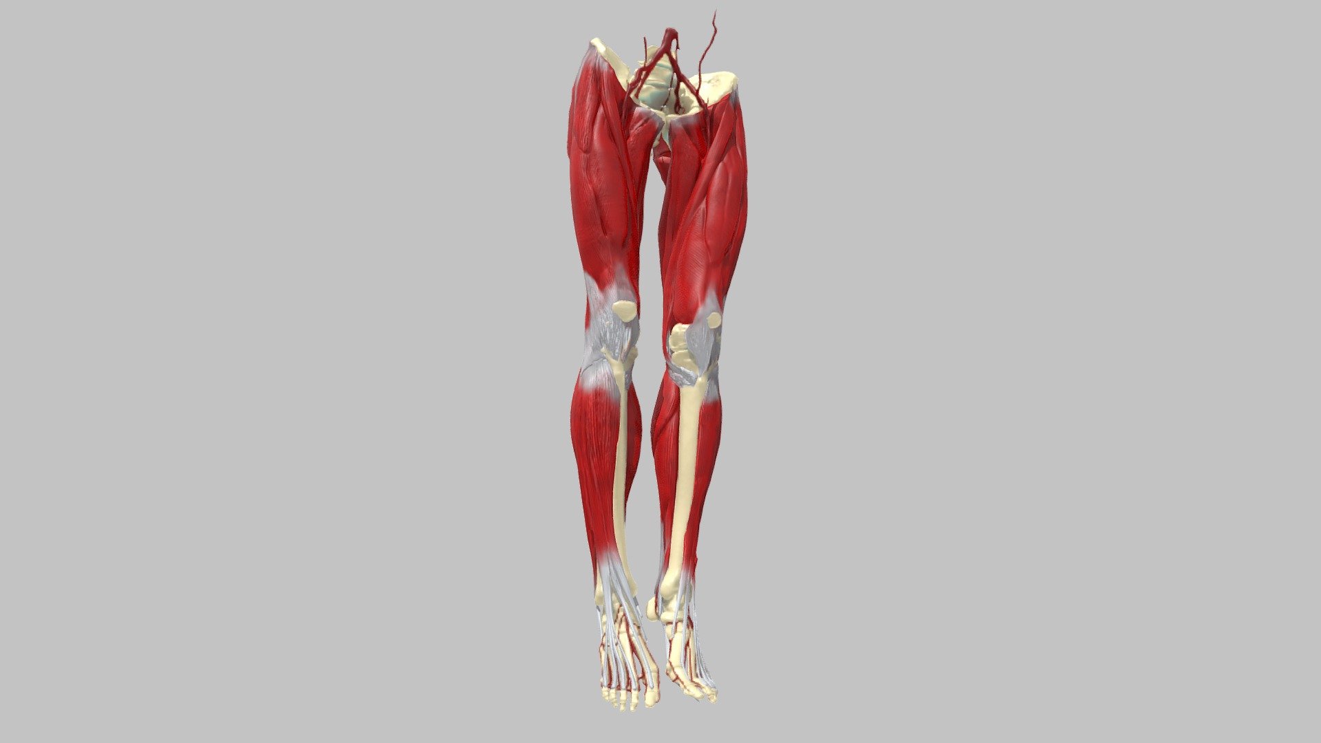 Lower Limb Scan - Buy Royalty Free 3D model by macdo219 [1395a3a ...