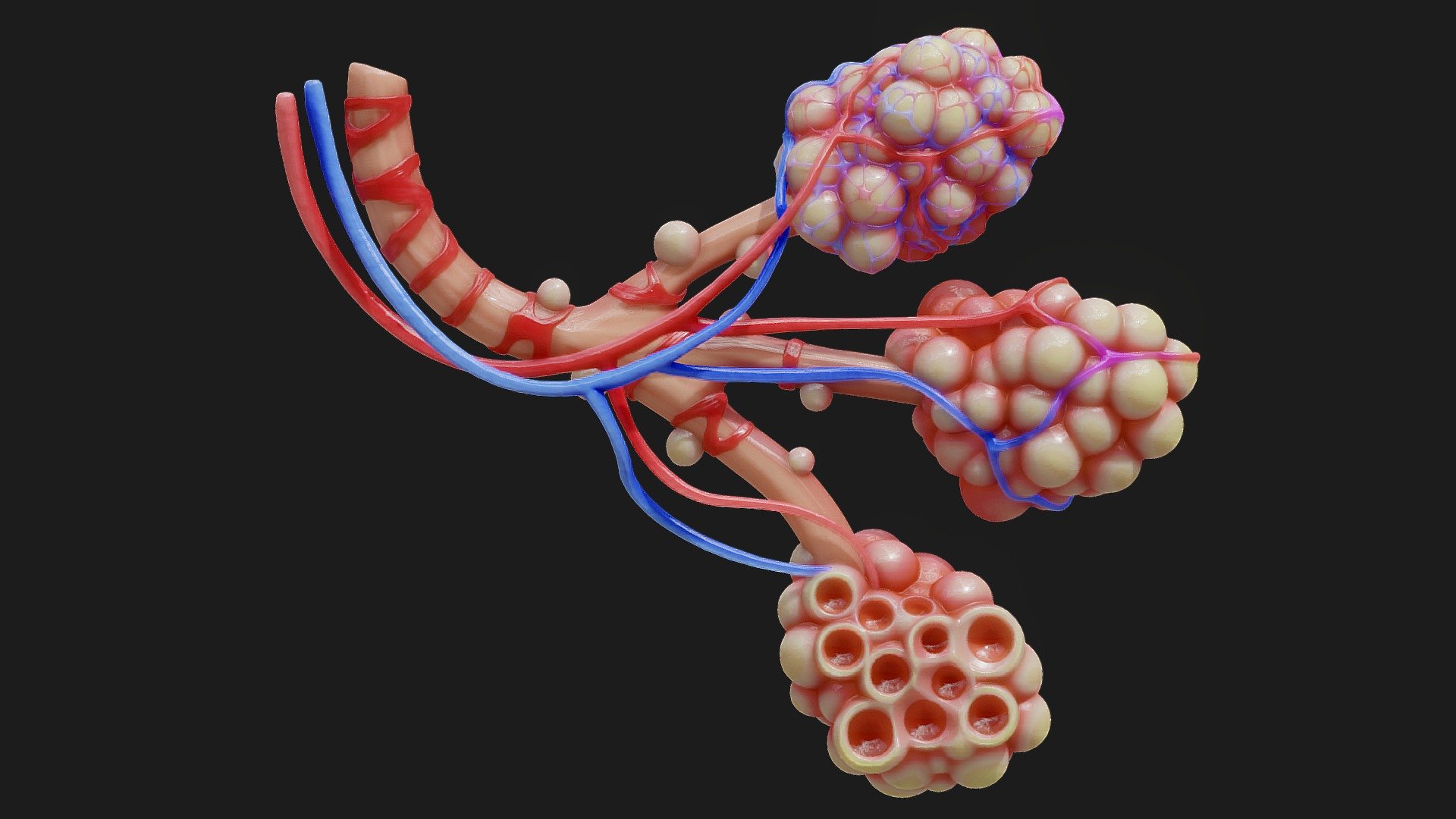 Realistic Human Bronchi Alveoli Anatomy - Buy Royalty Free 3D model by zames1992 [1399af5 ...