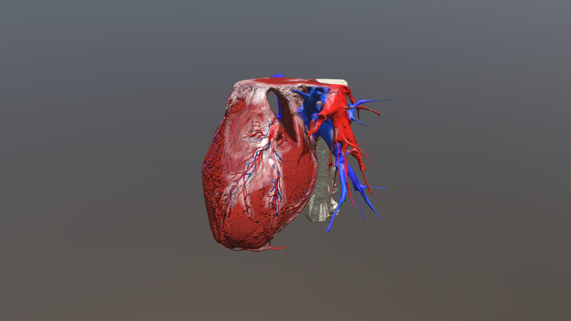 Retexture from Dr. Tarek's 3d heart model - 3D model by fxmdeveloper ...