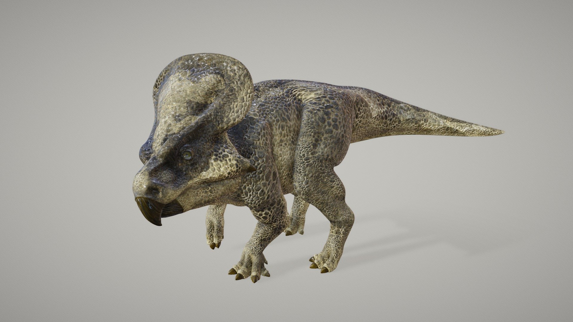 Protoceratops - 3D model by Kyan0s [13a95ea] - Sketchfab