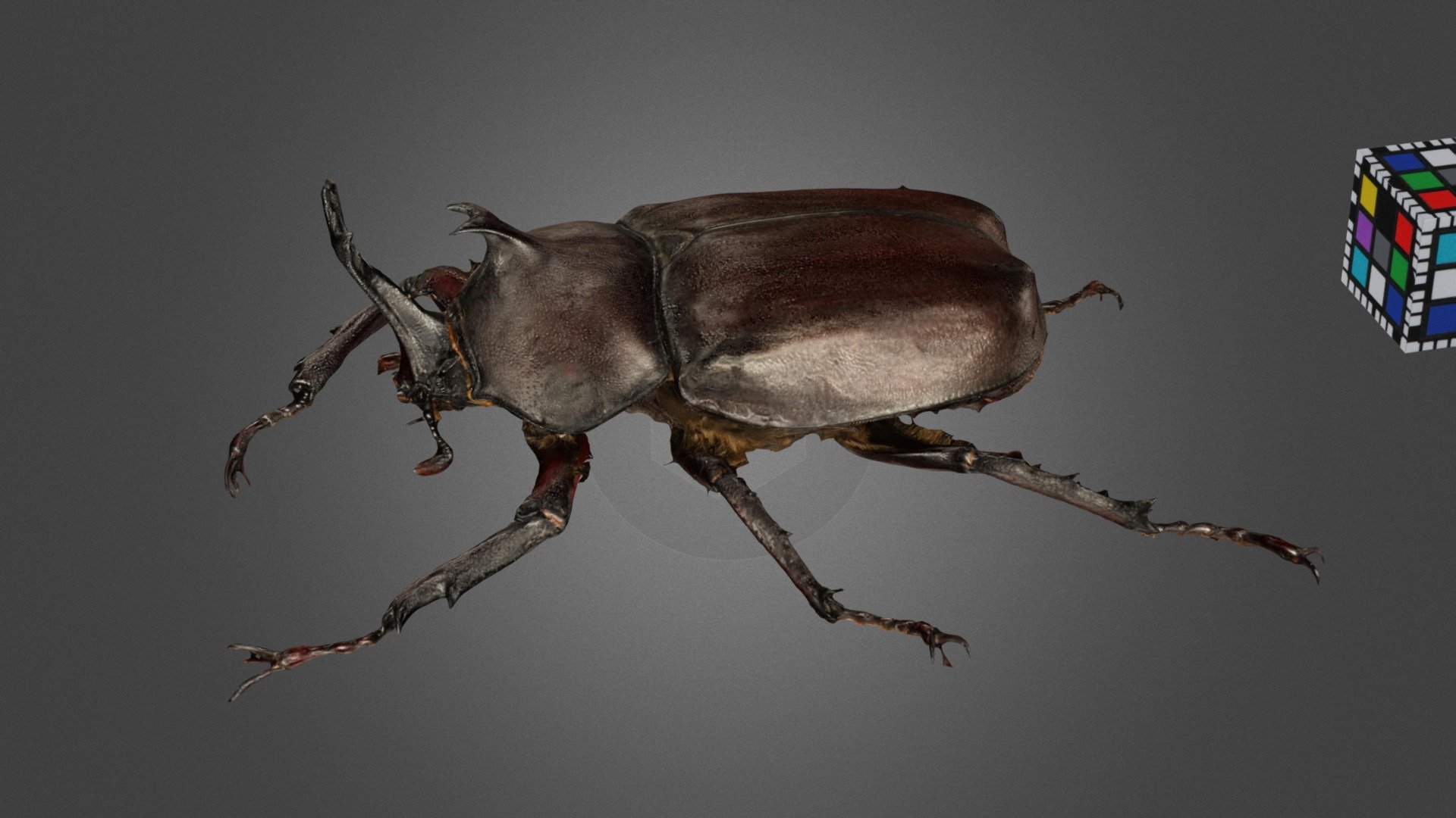 カブトムシ ♂ Japanese Rhinoceros Beetle - 3D model by ffish.asia / floraZia ...