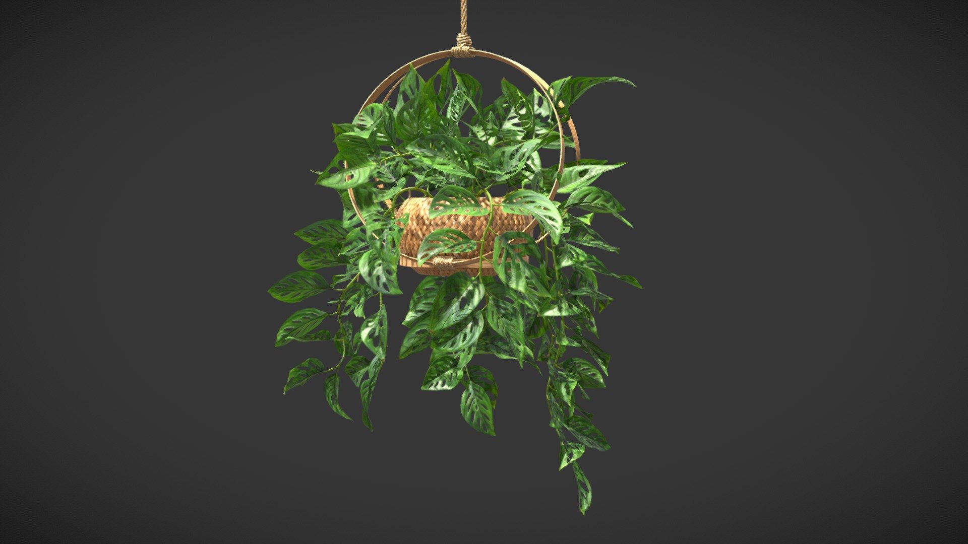 Monstera Adansonii - Buy Royalty Free 3D model by AllQuad [13ab94f ...