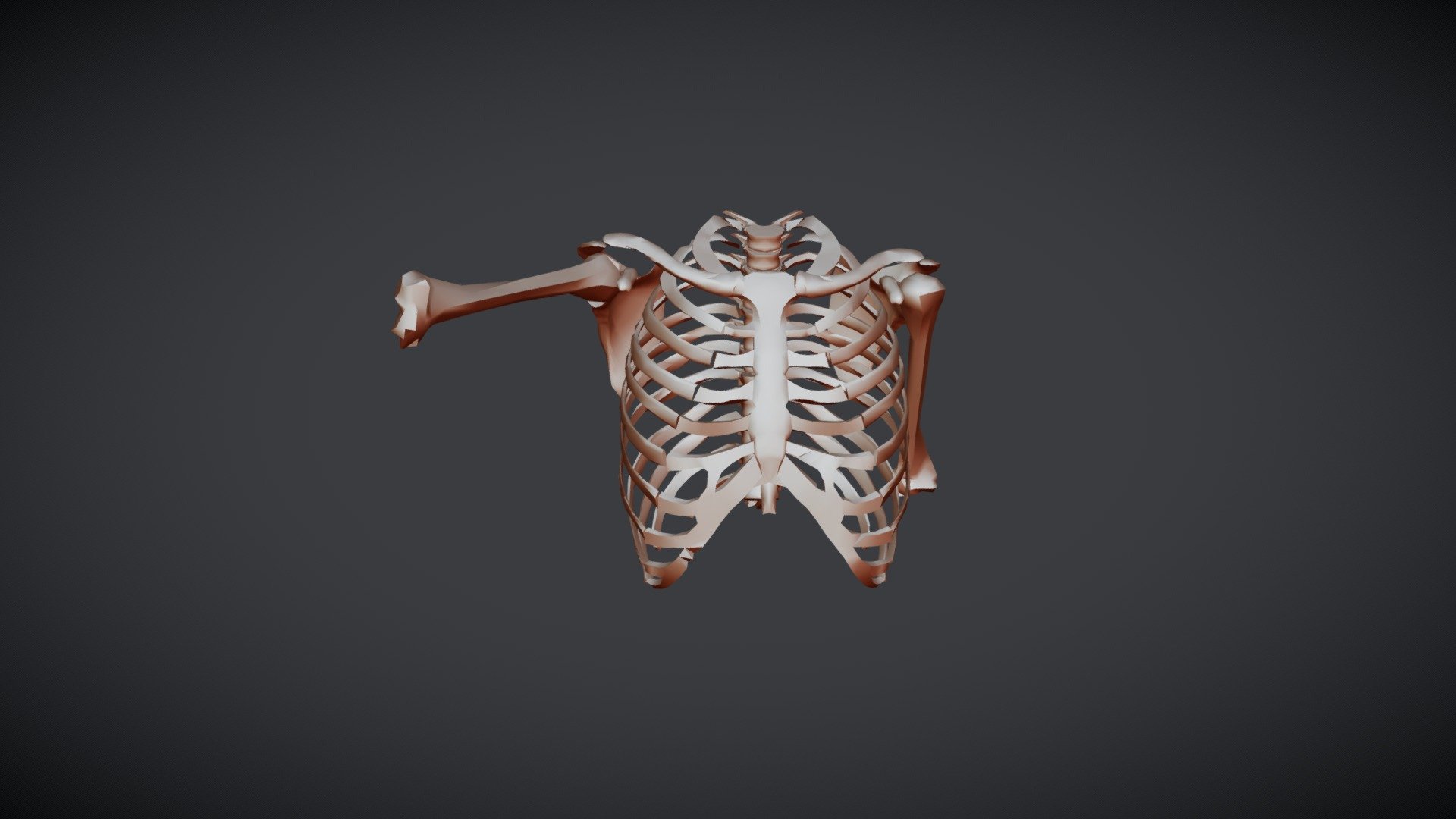 Human Ribcage & Upper Arms - 3D model by Hoan Nguyen (@mushogenshin ...