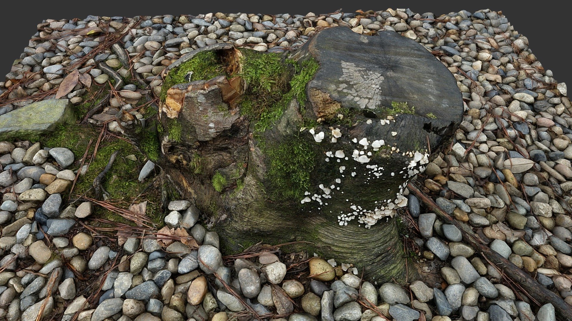 Tree Stump - Download Free 3D model by Yu (@FFT_kedar) [13b3f5d ...