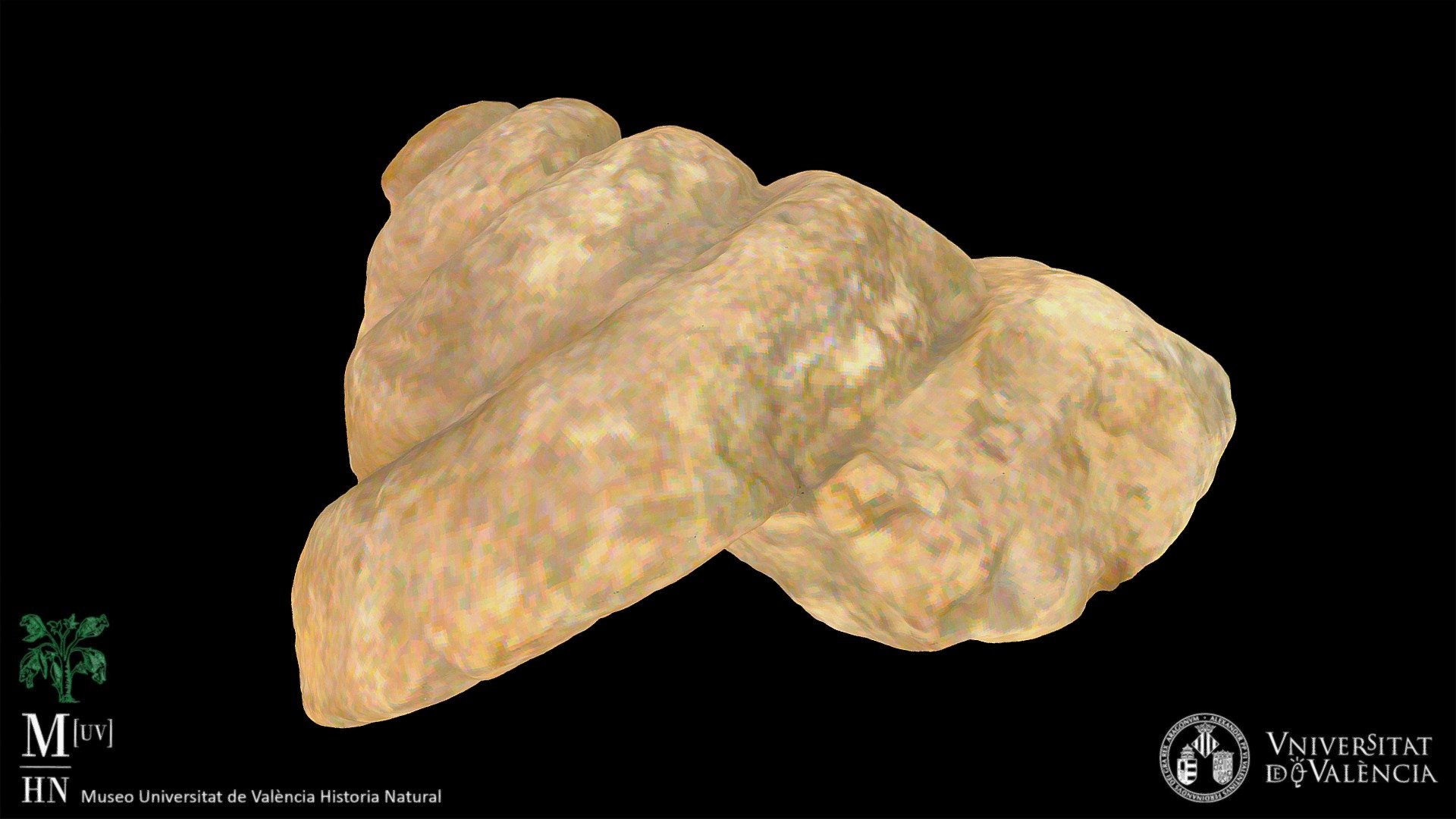 Fossil gastropod (Bathrotomaria sp) - Download Free 3D model by Museo ...