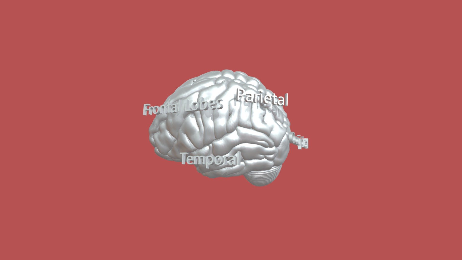 Brain - 3D model by clarkc1 [13bdce4] - Sketchfab