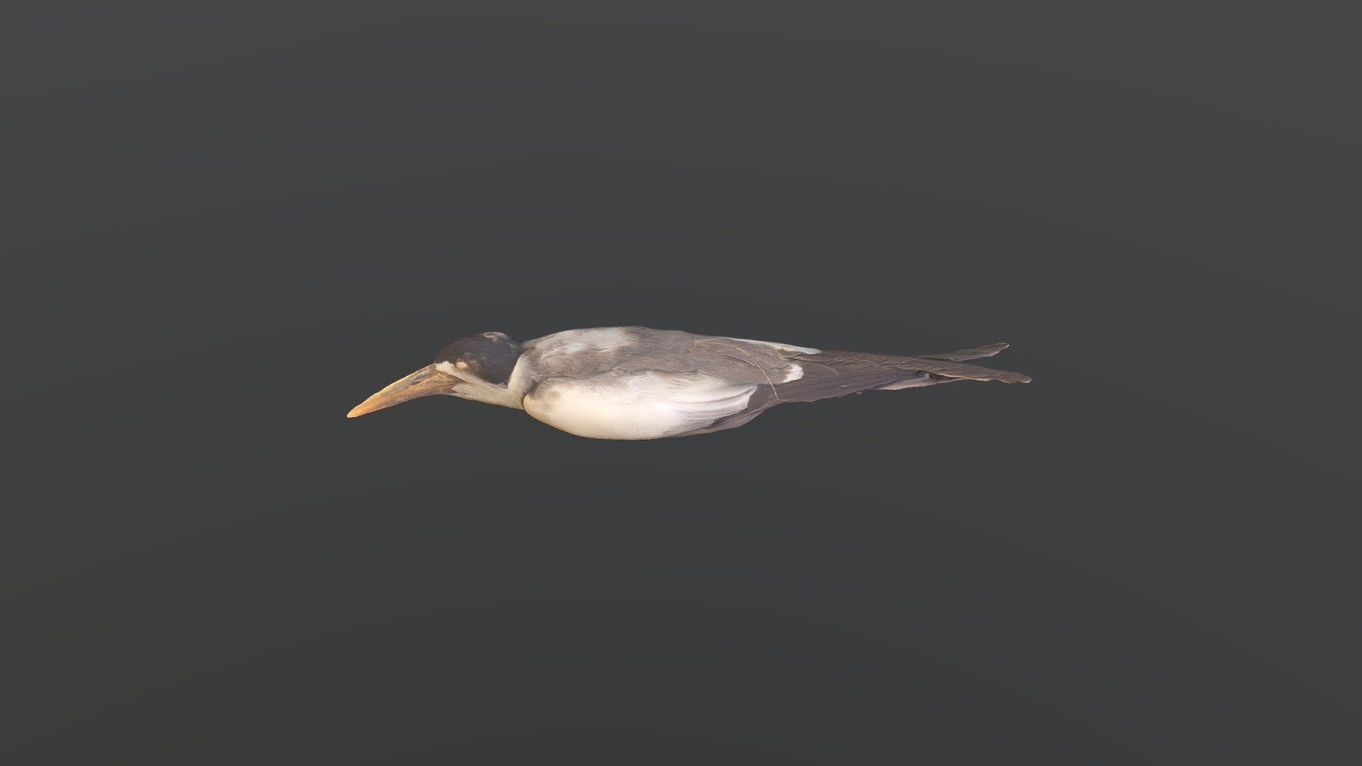 Large-billed Tern - Phaetusa simplex - Download Free 3D model by ...