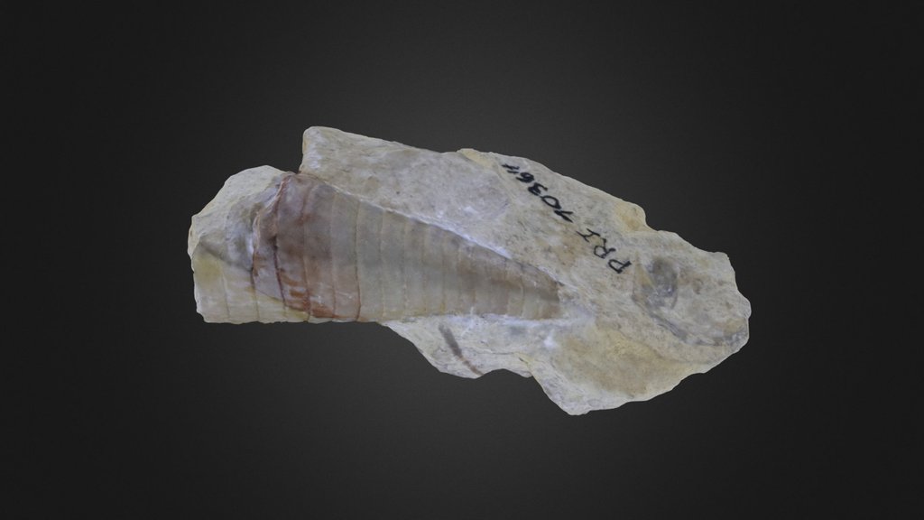 Cephalopods - A 3D model collection by Digital Atlas of Ancient Life ...