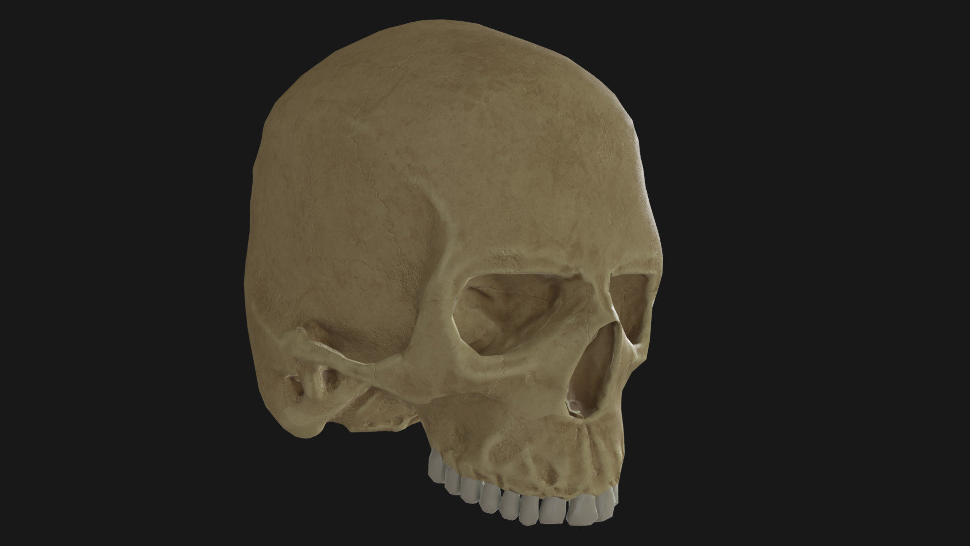 Stylized Skull - 3D model by progo [13c6857] - Sketchfab