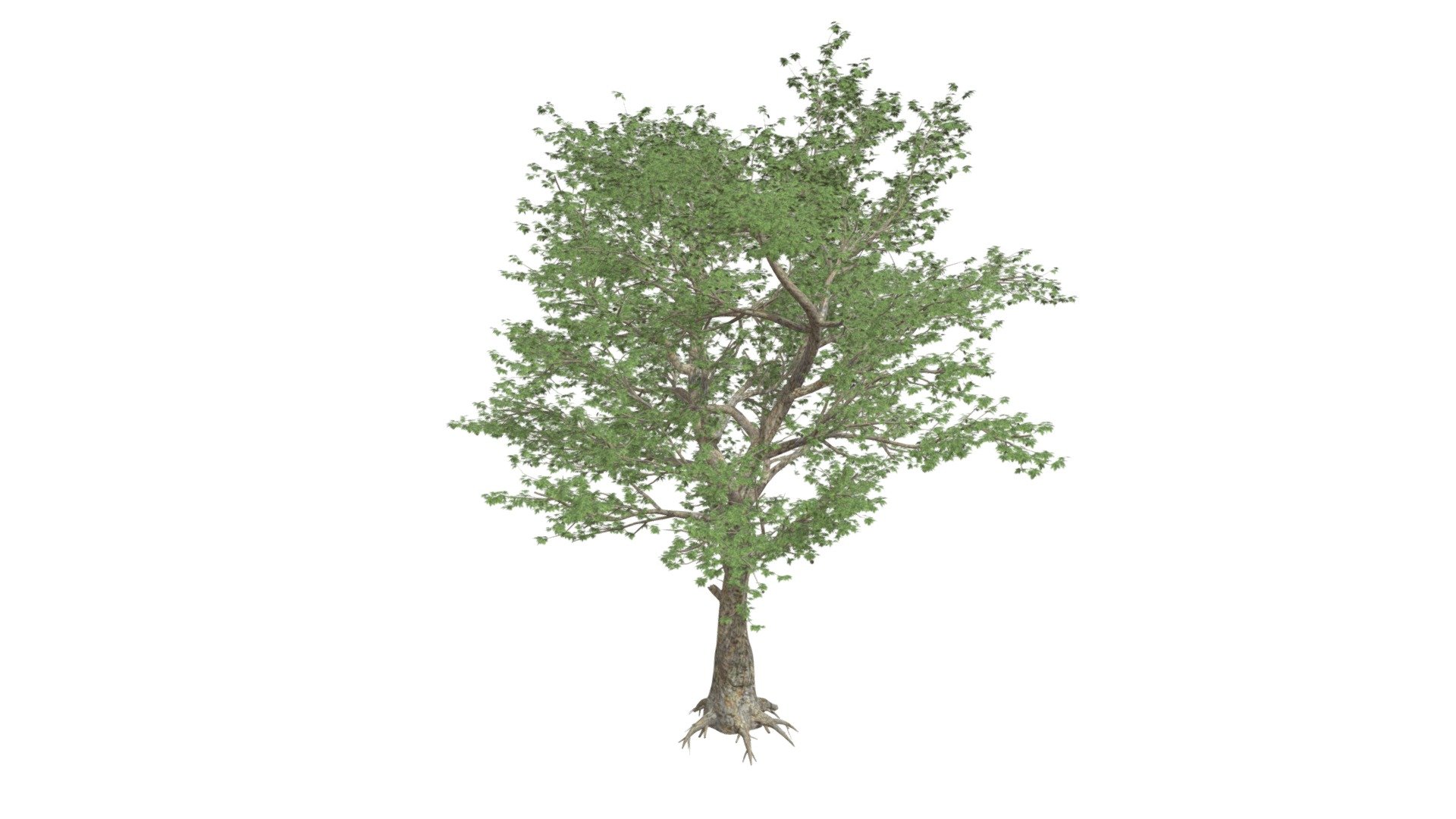 American Sycamore Tree #03 - Buy Royalty Free 3D model by meshshape ...