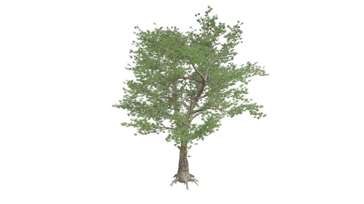 Sycamore 3D models - Sketchfab
