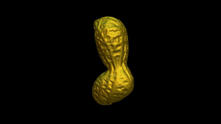 Peanut 3D models - Sketchfab